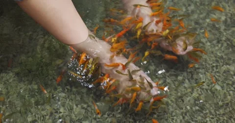 Pedicure fish foot bath spa treatment at... | Stock Video | Pond5