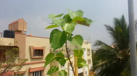 pee pal plant( RAAVI CHETTU, RAGI CHETTU... | Stock Video | Pond5