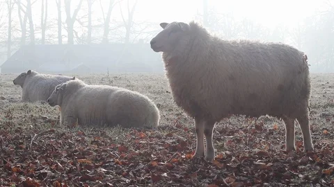 Pee Stock Footage ~ Royalty Free Stock Videos | Pond5