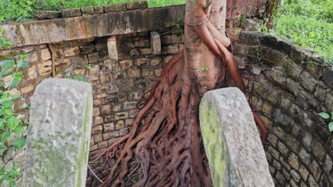 Peepal Tree Roots Inside Ancient Well | Stock Video | Pond5