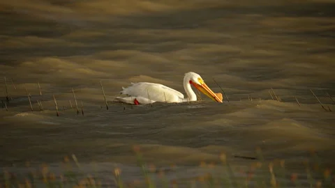 Pelican dunking its head underwater as w... | Stock Video | Pond5