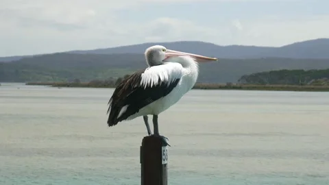 Standing Post Stock Videos – Royalty-Free HD & 4K Videos