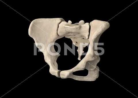 Pelvis, Human skeleton, Female Pelvic Bone anatomy, hip, 3D artwork, Bones An: Graphic #126644153