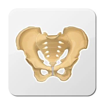 Pelvis Illustrations ~ Stock Pelvis Vectors & Clip Art | Page 8