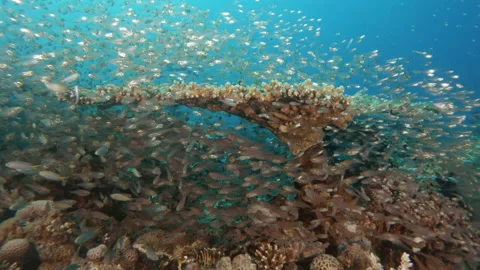 Pempheris small tropical fish big school... | Stock Video | Pond5