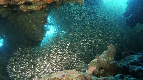 Pempheris tropical fish big school swimm... | Stock Video | Pond5