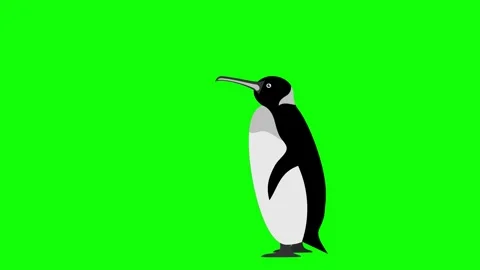 Penguin bird walking cartoon on green sc... | Stock Video | Pond5