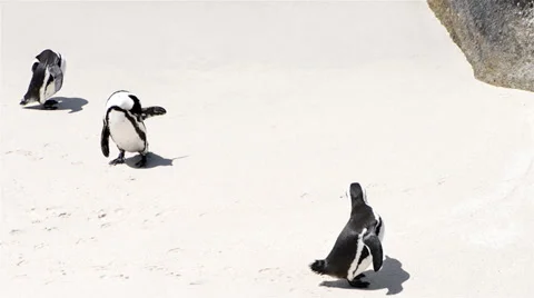 Penguin Videos Stock Videos – Royalty-Free HD & 4K Videos | Page 5