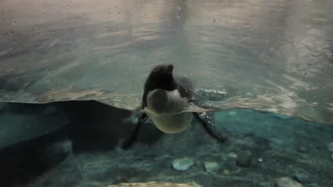 Penguin Viral Video Stock Videos – Royalty-Free HD & 4K Videos | Pond5