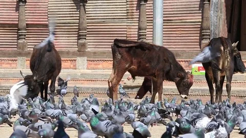 People and sacred cows , flying doves in... | Stock Video | Pond5