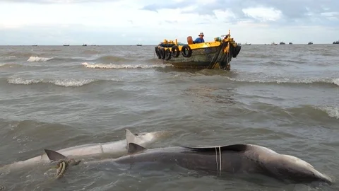 Shark Finning Stock Footage ~ Royalty Free Stock Videos | Pond5