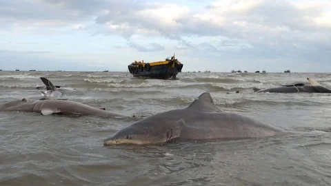 Shark Finning Stock Footage ~ Royalty Free Stock Videos | Pond5