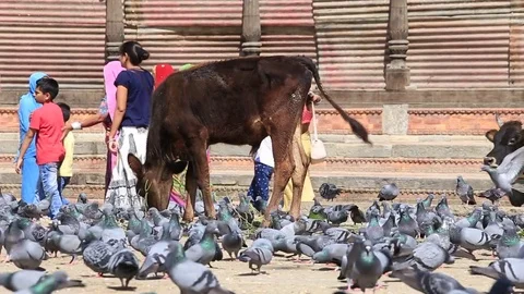 People, cows and doves in Pashupatinath ... | Stock Video | Pond5