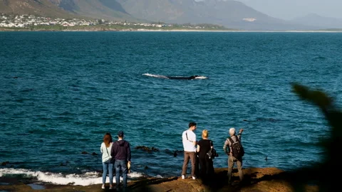 People doing land-based whale watching i... | Stock Video | Pond5