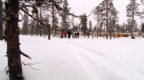 Dog Sledding Finland Stock Videos – Royalty-Free HD & 4K Videos | Pond5
