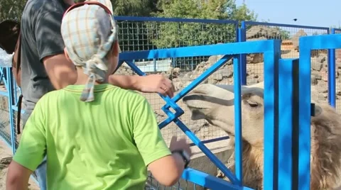 People feeding animals in zoo. Close up ... | Stock Video | Pond5