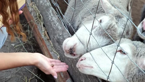 People Eating Animals Stock Videos – Royalty-Free HD & 4K Videos