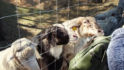 People Eating Animals Stock Videos – Royalty-Free HD & 4K Videos