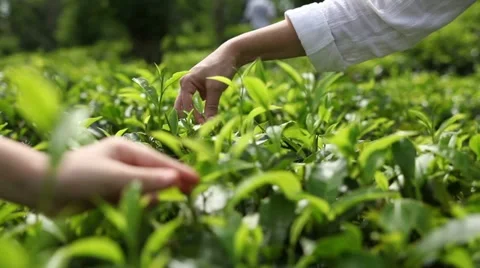 Tea People Stock Videos – Royalty-Free HD & 4K Videos