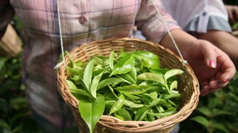 Tea Harvest Stock Footage ~ Royalty Free Stock Videos | Pond5