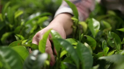 Green Tea Stock Video Footage | Royalty Free Green Tea Videos | Pond5