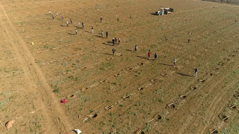 Trees Line Stock Video Footage | Royalty Free Trees Line Videos | Pond5