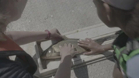 People Measuring and Assessing a Fish | Stock Video | Pond5