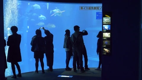 People Observing Fish in Front of a Larg... | Stock Video | Pond5