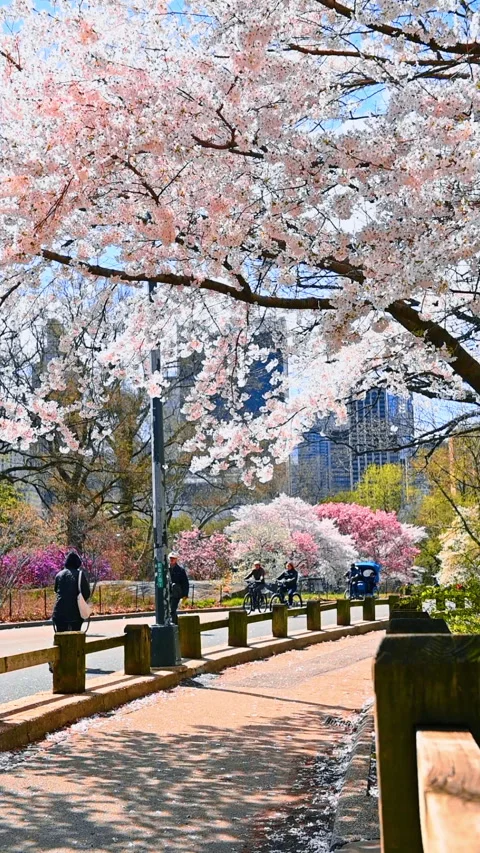 Streeet Walk Cycle Stock Videos – Royalty-Free HD & 4K Videos