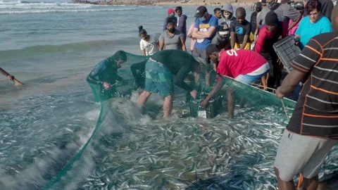 Frenly Watch Stock Videos – Royalty-Free HD & 4K Videos | Pond5