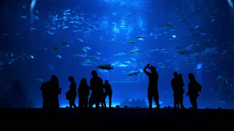 No Fish Picture Stock Videos – Royalty-Free HD & 4K Videos | Pond5