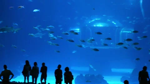 No Fish Picture Stock Videos – Royalty-Free HD & 4K Videos | Pond5