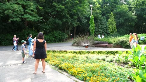 People Watching Animals Stock Videos – Royalty-Free HD & 4K Videos | Pond5