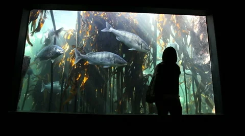 People watching fish swim past at Two Oc... | Stock Video | Pond5