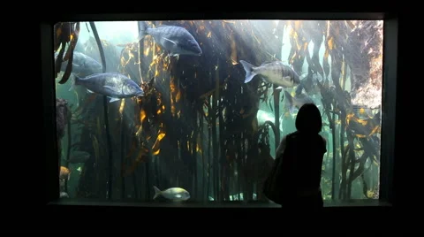 People watching fish swim past at Two Oc... | Stock Video | Pond5