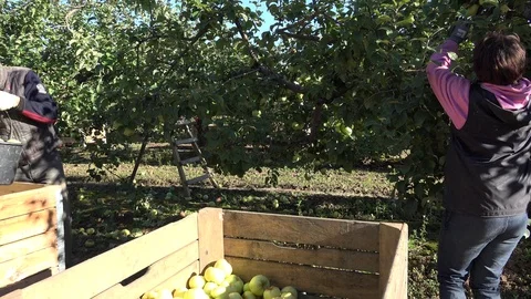 people work in apple plantation harvest ... | Stock Video | Pond5