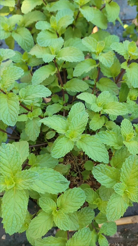 Image Of Platn Stock Videos – Royalty-Free HD & 4K Videos | Pond5