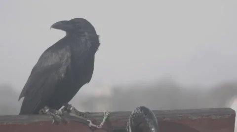 Full Body Shots Stock Videos – Royalty-Free HD & 4K Videos