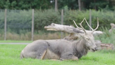 Père David’s deer (Elaphurus davidian... | Stock Video | Pond5