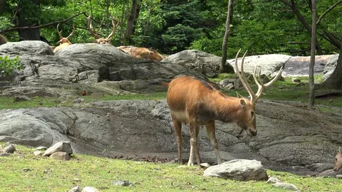 Pere Davids Deer Stock Videos – Royalty-Free HD & 4K Videos | Pond5