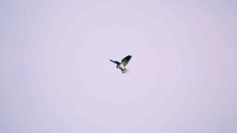 Peregrine Falcon Bird Stoop In Flight | Stock Video | Pond5