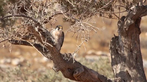 Peregrine Falcon Flying Stock Videos – Royalty-Free HD & 4K Videos | Page 3