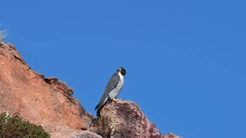 Peregrine Falcon in natural habitat outb... | Stock Video | Pond5