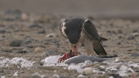 Feathered Predator Stock Video Footage | Royalty Free Feathered ...