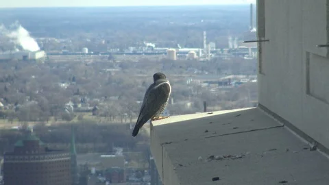 High Rise Building Stock Video Footage | Royalty Free High Rise ...