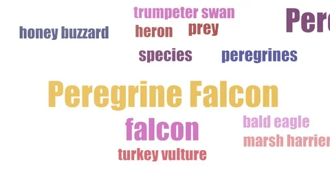 Peregrine Falcon Isolated Stock Videos – Royalty-Free HD & 4K Videos ...