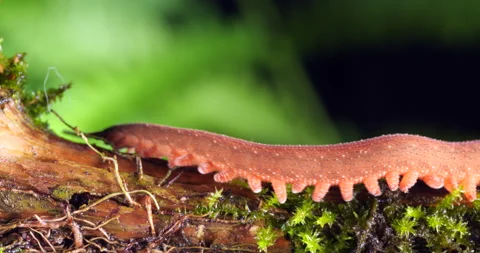 Sp Stock Footage ~ Royalty Free Stock Videos | Pond5