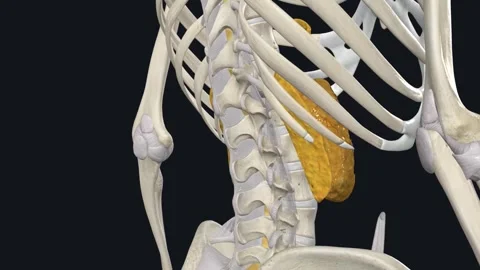 The perirenal fat capsule is a transpare... | Stock Video | Pond5