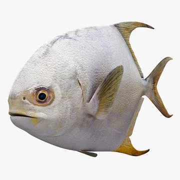 Permit Fish ~ 3D Model ~ Download #91475490 | Pond5