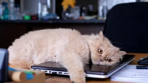 Persian cat holding computer on table an... | Stock Video | Pond5